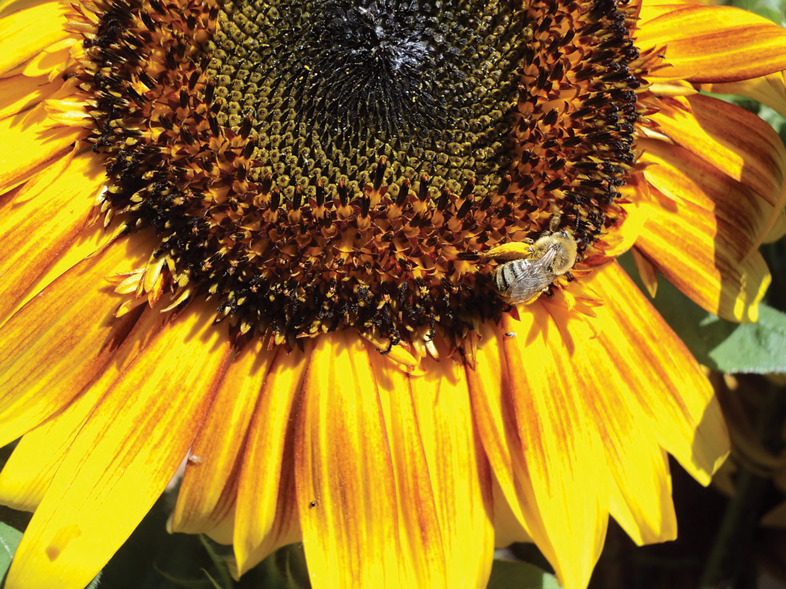 What Flowers Do Bees Like? - Grit